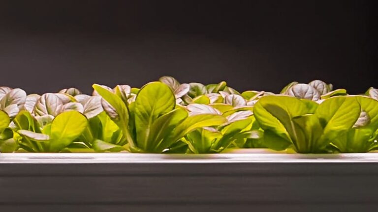 Easy DIY Seed Starting Rack: Make a Grow Light Stand Fast