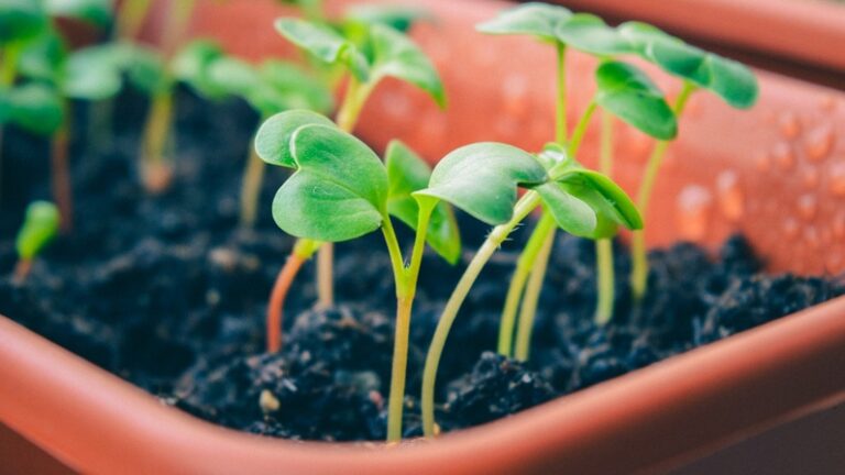 Leggy Seedlings: Why You Have Leggy Seedlings and How to Fix This ...