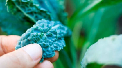How to Grow Kale in Your Square Foot Garden [Step-by-Step]