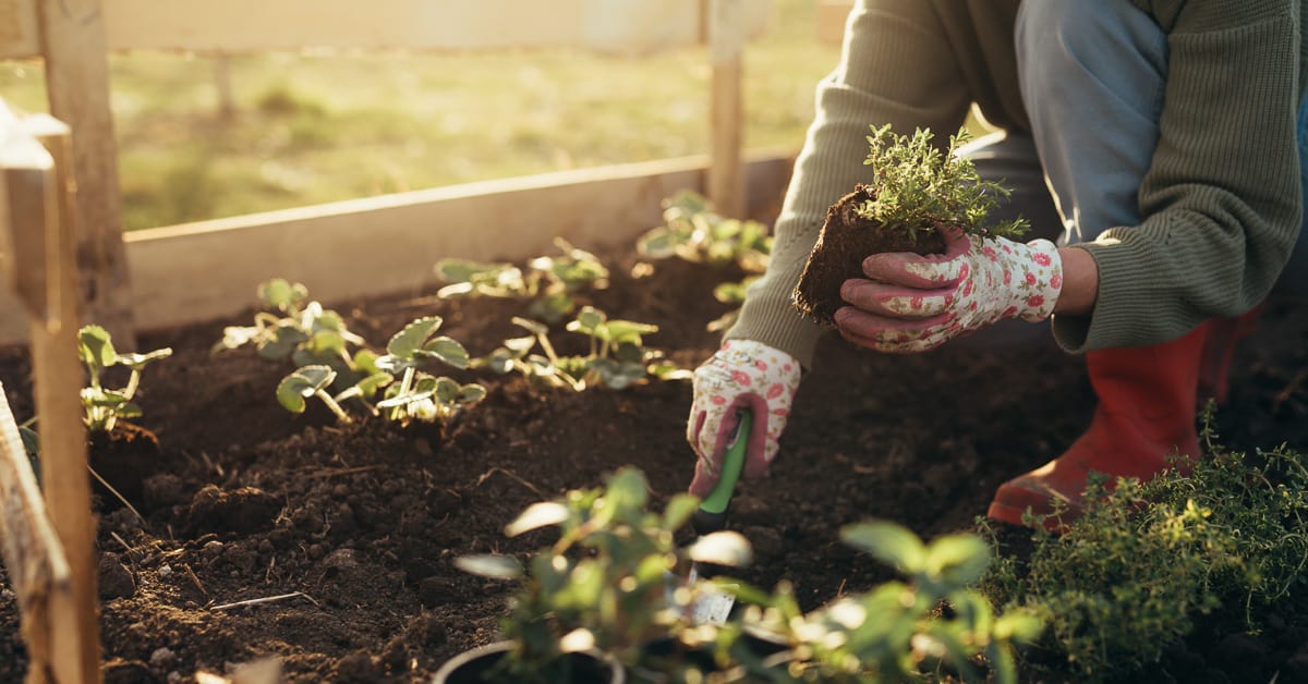 What to Plant in June: How to Grow a Successful Garden