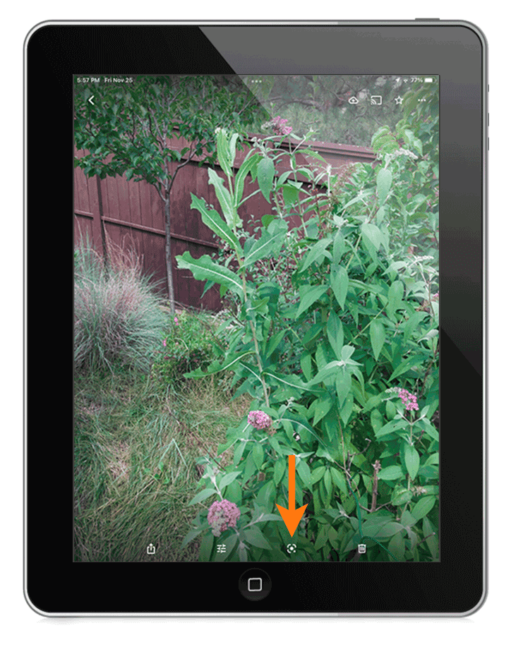 How To Identify Plants With Google Lens Quick Easy FREE Simply