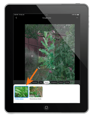 How to Identify Plants With Google Lens: Quick, Easy + FREE - Simply ...