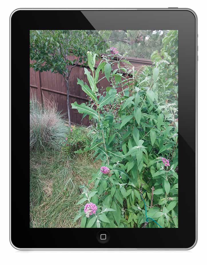 How To Use Google Lens To Identify Plants Quick Easy FREE ID How To Use Google Lens To Identify Plants Quick Easy FREE ID