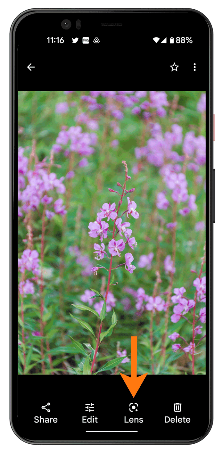 How to Identify Plants With Google Lens: Quick, Easy + FREE - Simply ...