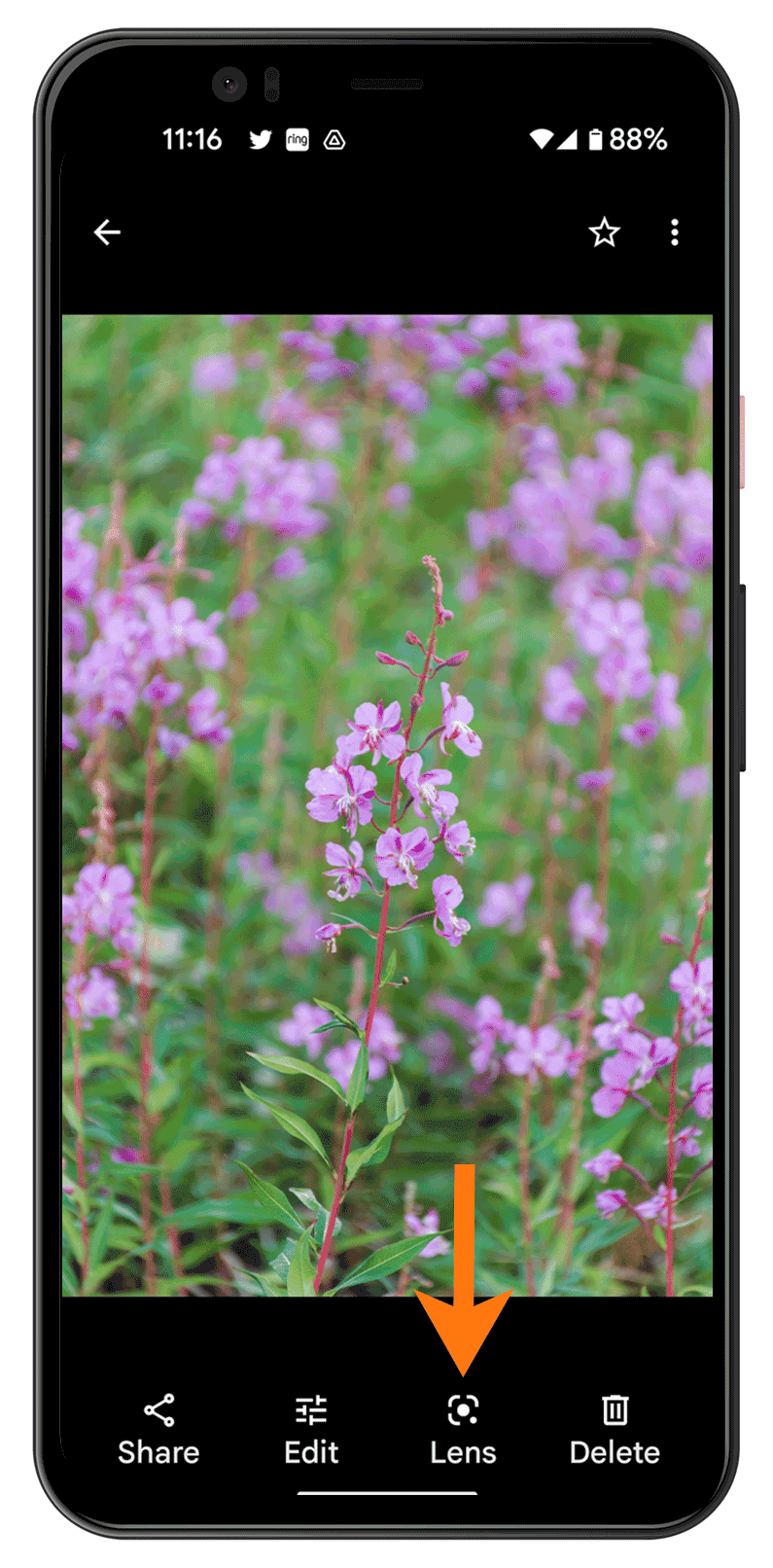 How to Identify Plants With Google Lens: Quick, Easy + FREE - Simply ...