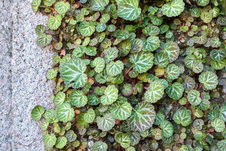 Living Mulch: Powerful Organic Weed Control for Your Garden [Examples ...