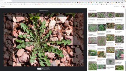 How to Identify Plants With Google Lens: Quick, Easy + FREE - Simply ...
