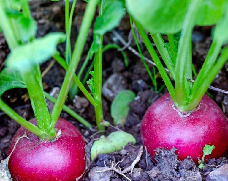 When to Plant a Fall Garden: How to Choose the Best Dates
